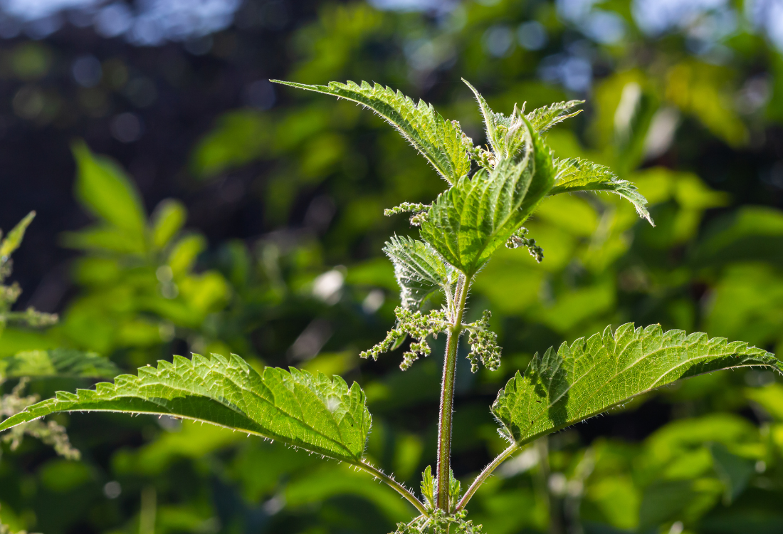 Natural Remedies for an Enlarged Prostate - Institute for Natural Medicine